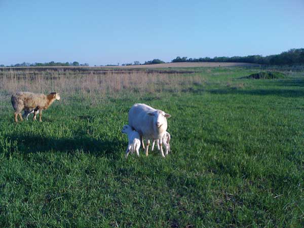 Raising Katahdin Sheep in Osage County, Kansas - Grit